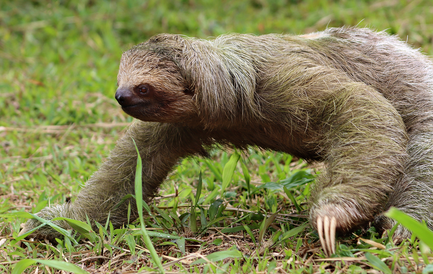 Furs, tails, whiskers | Jacques Coughlin photo albums