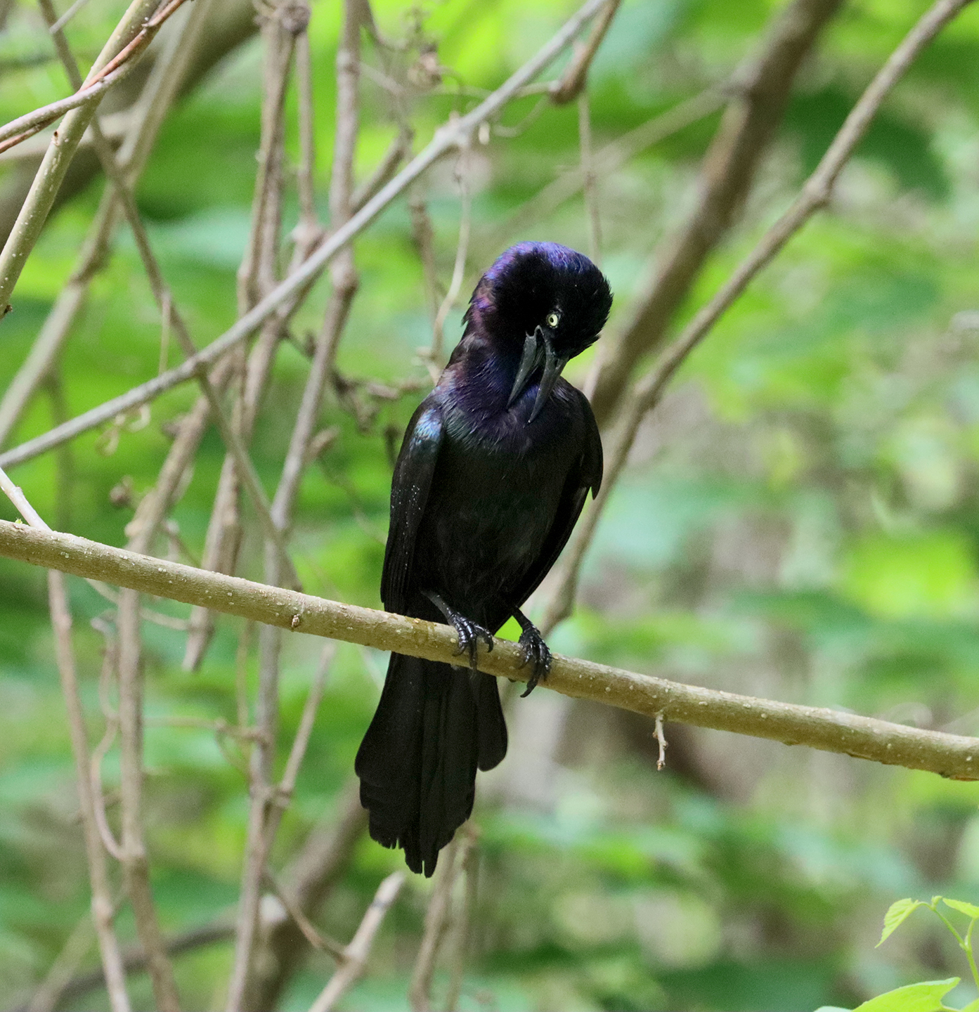 Common Grackle | Jacques Coughlin photo albums
