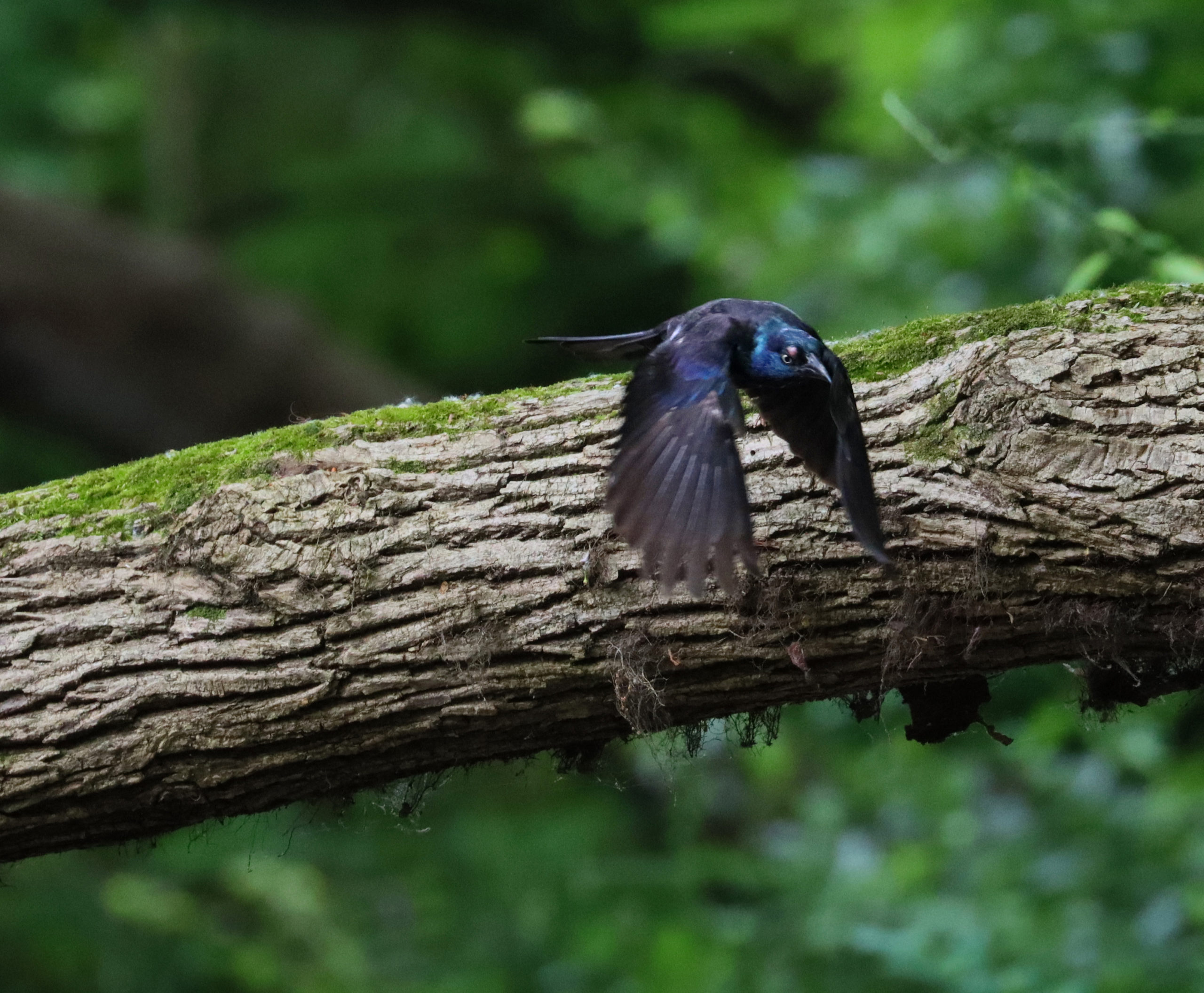 Common Grackle | Jacques Coughlin photo albums